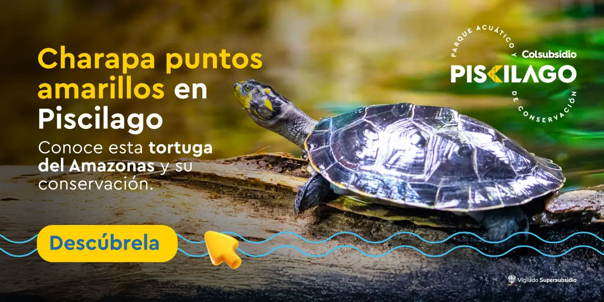 Charapa puntos amarillos | Tortuga del Amazonas