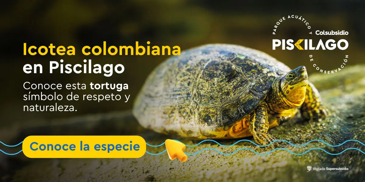 Icotea colombiana | Tortuga nativa en Piscilago