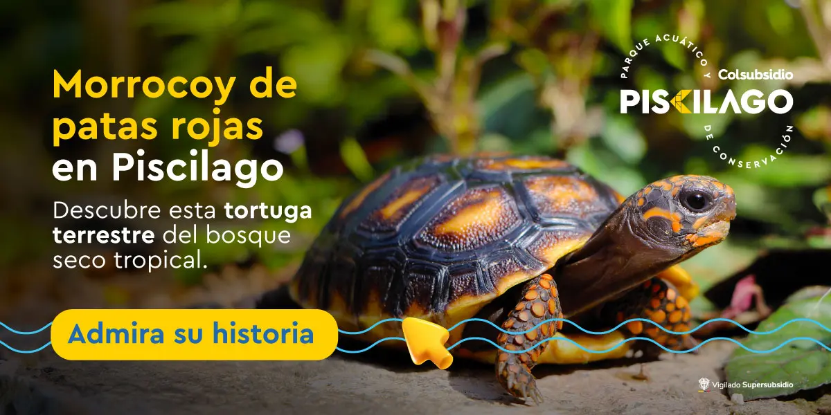 Morrocoy de patas rojas | Tortuga del bosque seco