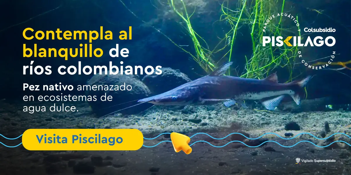 Blanquillo: vive en zonas arenosas | Piscilago