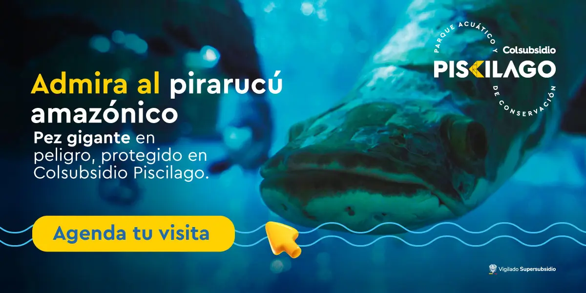 Pirarucú | Tesoro acuático: planea tu aventura