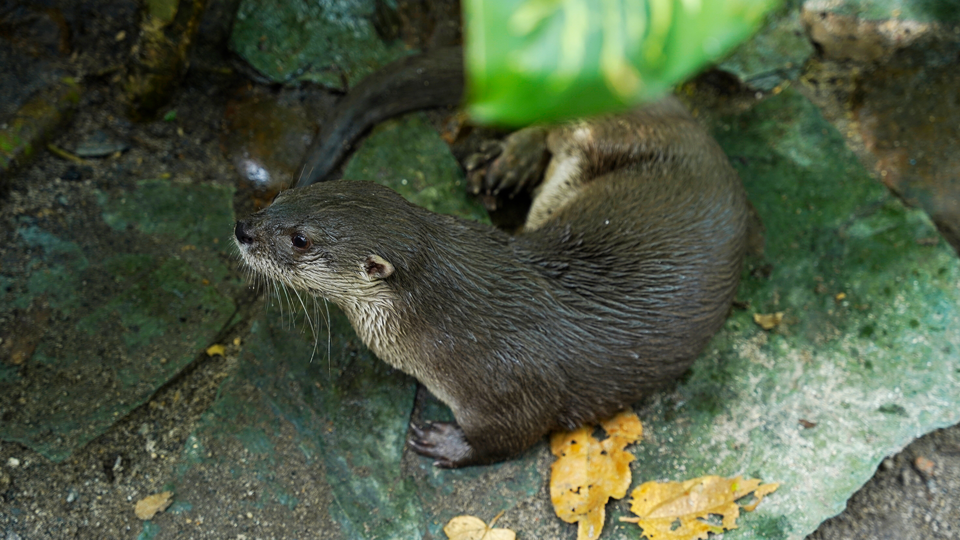 Nutria de Rio | Lontra longicaudis| Piscilago