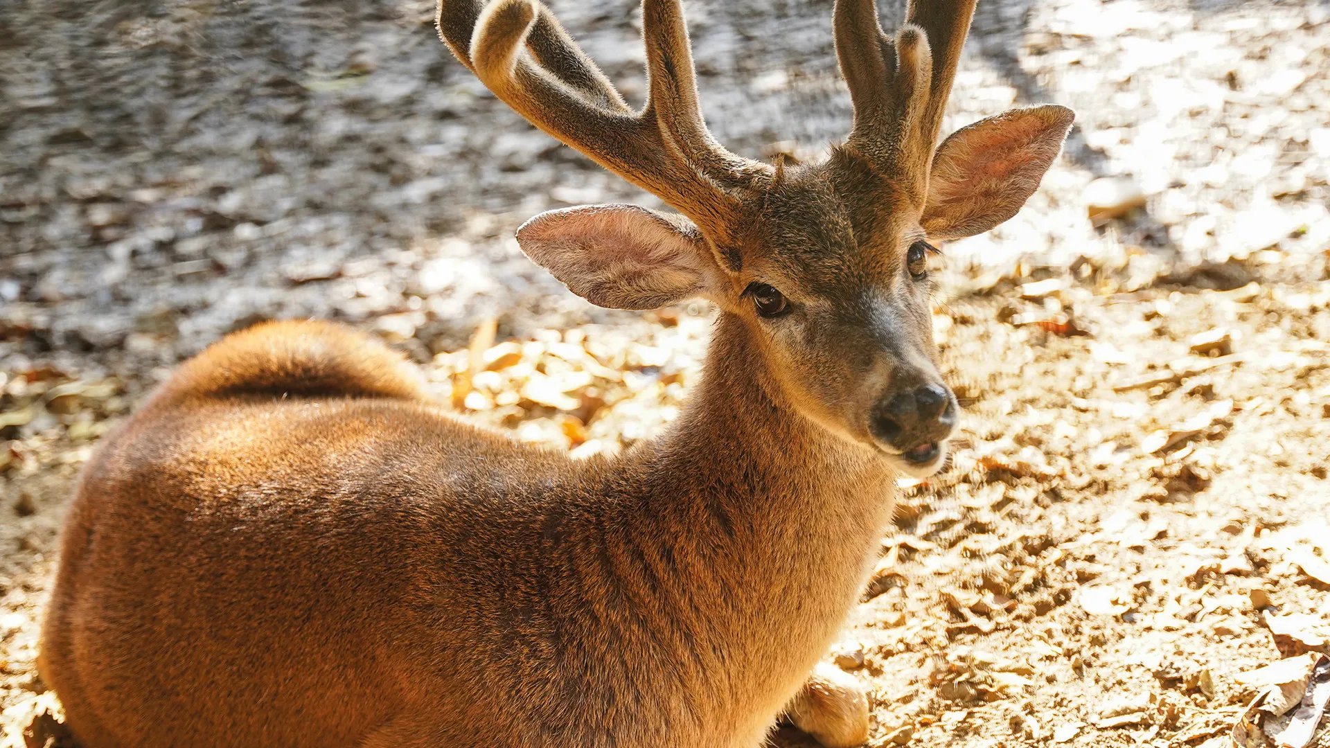 Venado De Cola Blanca Comiendo Plantas