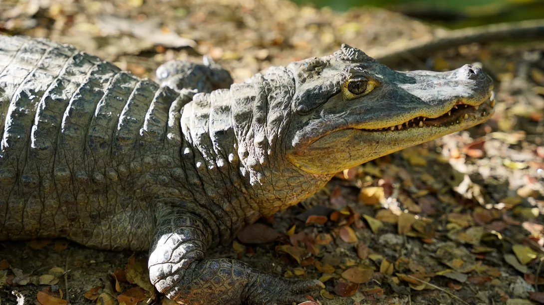 Babilla o Caiman de anteojos |Caiman crocodylus| Piscilago