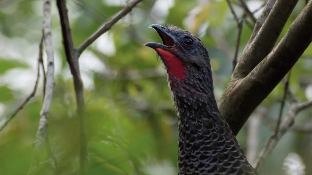 Guacharaca colombiana |Ortalis columbiana| Piscilago
