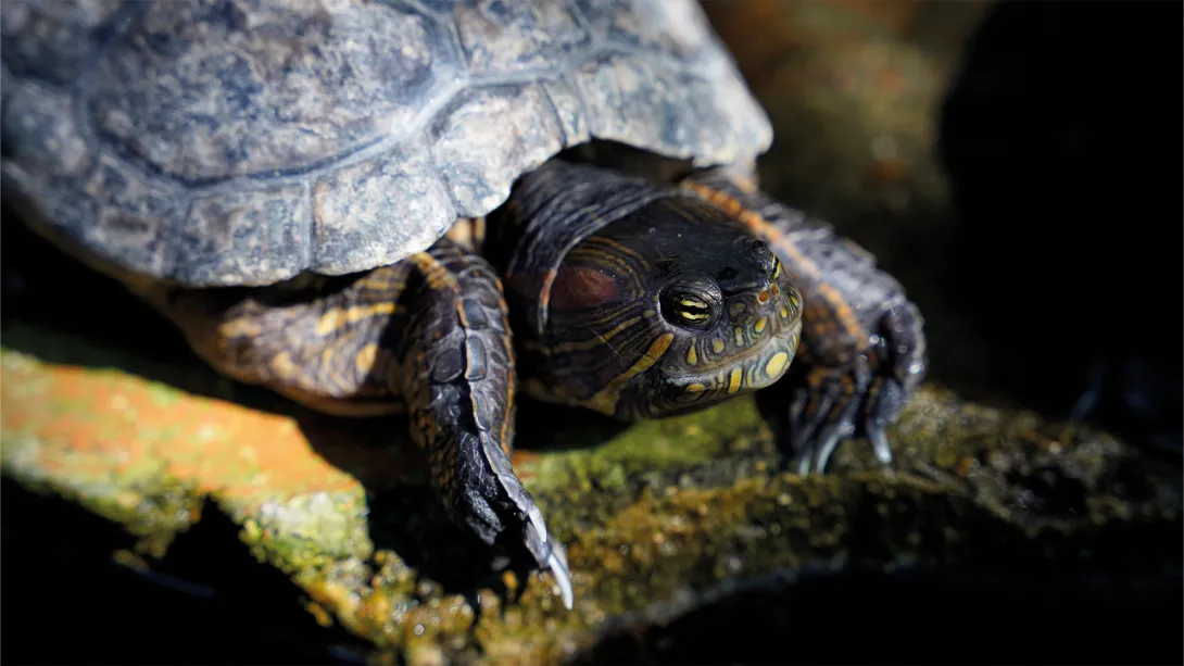 Tortuga: Icotea Colombiana |Trachemys Venusta| Piscilago