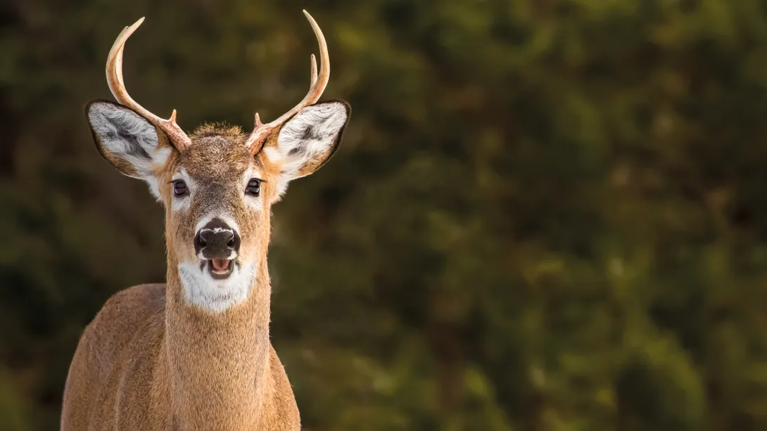 Venado Cola Blanca |Odocoileus Virginianus| Piscilago