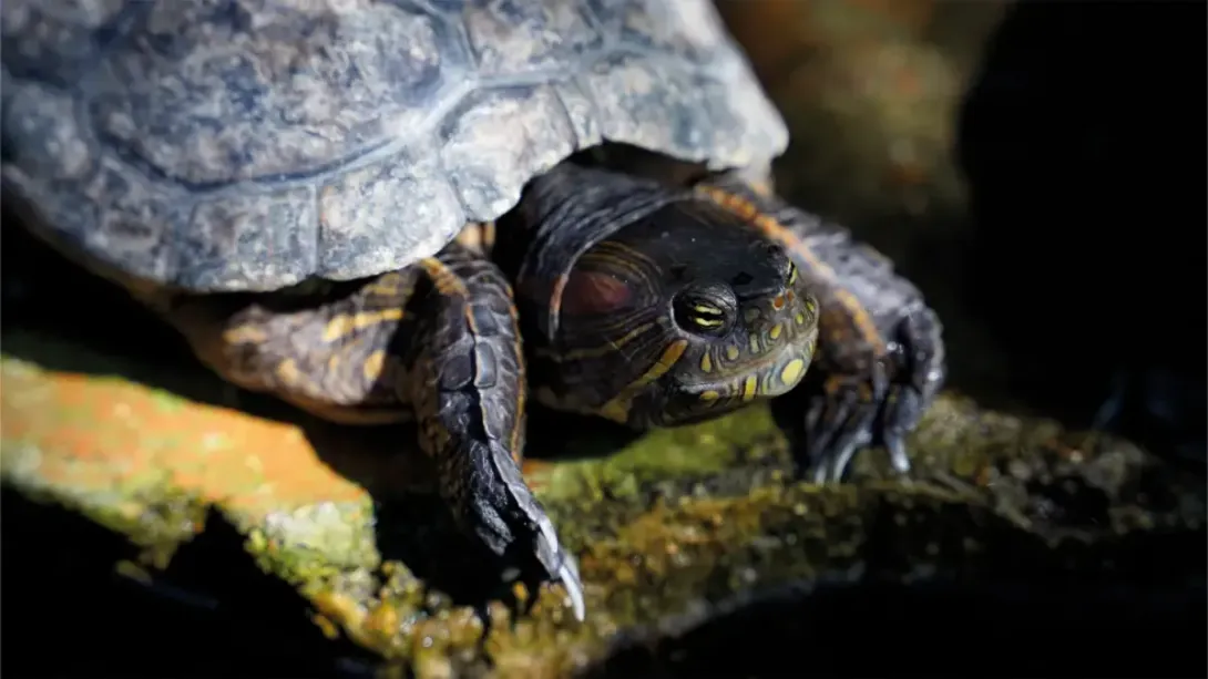 Icotea colombiana | Tortuga nativa en Piscilago